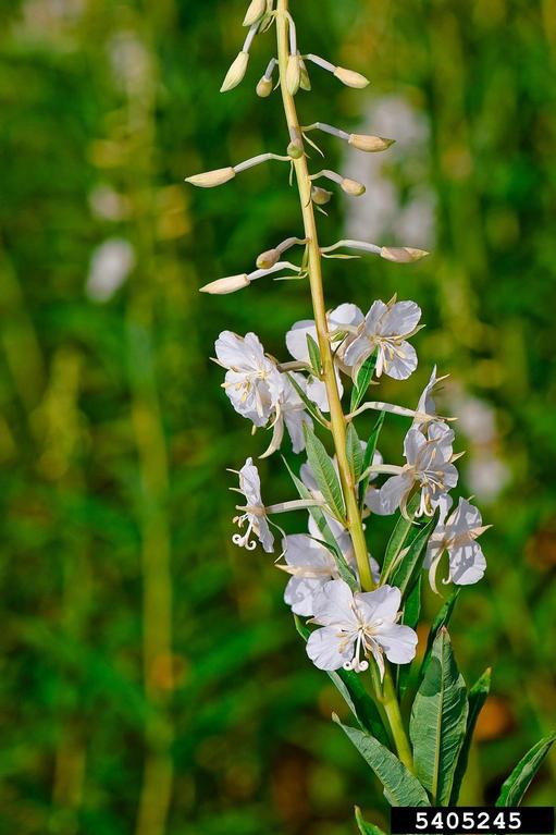 fireweed (Chamerion angustifolium)