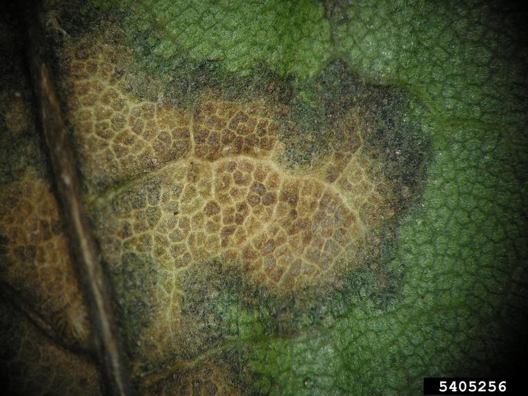 anthracnose (Aureobasidium apocryptum (Ellis & Everh.) Herm.-Nijh.)