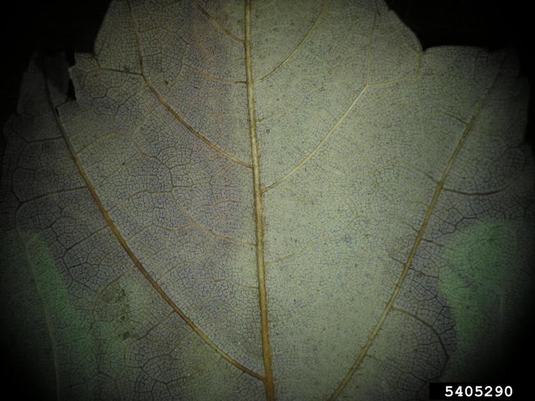 anthracnose (Genus Discula)