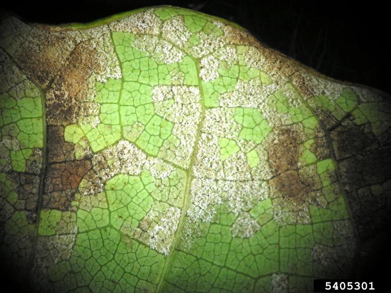 downy mildew (Plasmopara cercidis C.G. Shaw, Mycologia 43(4): 452 (1951))