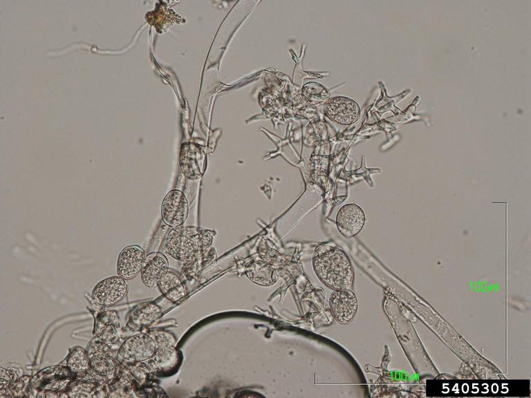 downy mildew (Plasmopara cercidis)