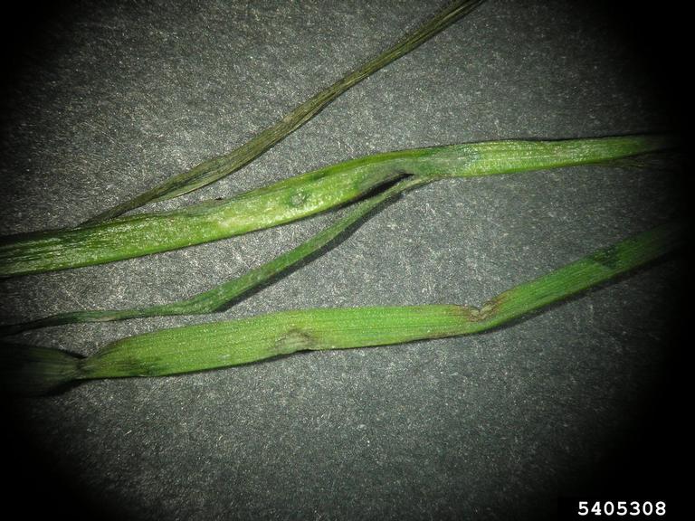 gray leaf spot (Magnaporthe grisea)