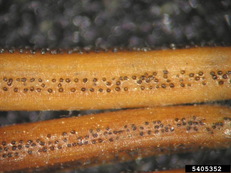 Rhizosphaera needle cast (Rhizosphaera kalkhoffii Bubak)