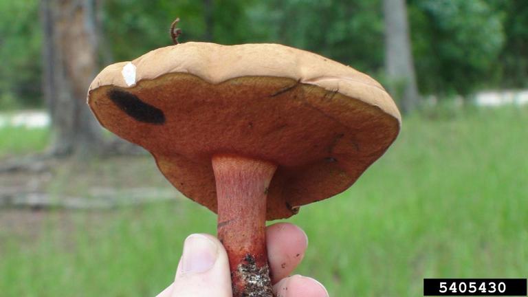 Boletus mushroom (Genus Boletus Fr.)