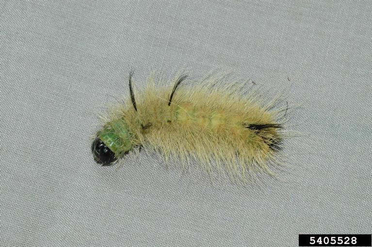 American dagger moth (Acronicta americana (Harris))
