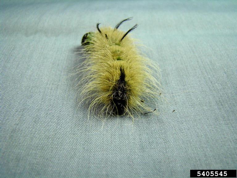 American dagger moth (Acronicta americana (Harris))