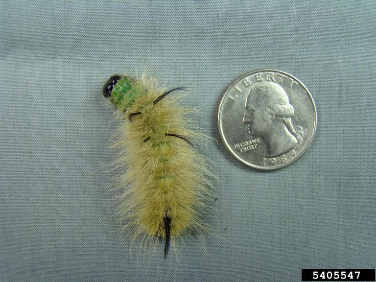 American dagger moth (Acronicta americana)
