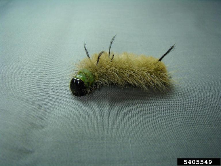 American dagger moth (Acronicta americana (Harris))