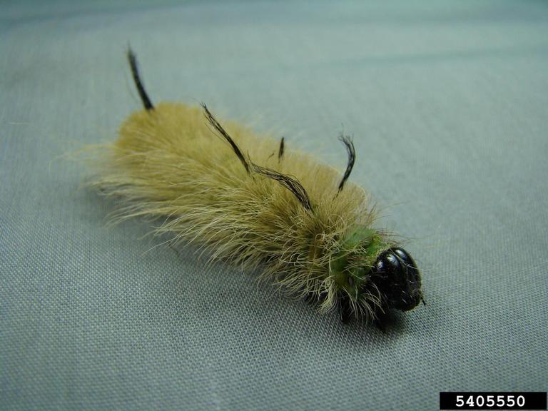 American dagger moth (Acronicta americana)