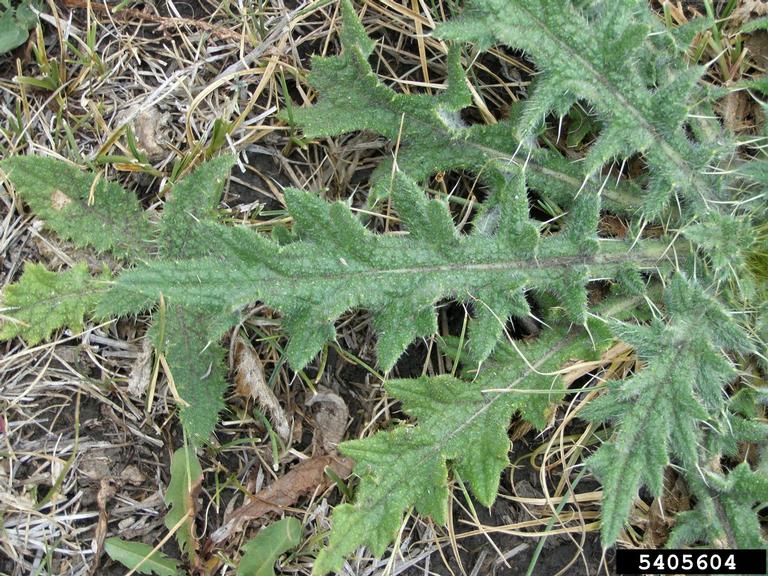 bull thistle (Cirsium vulgare (Savi) Ten.)