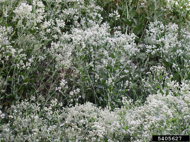 perennial pepperweed (Lepidium latifolium L.)