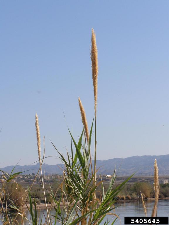giant reed (Arundo donax L.)