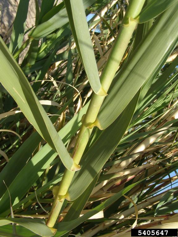 giant reed (Arundo donax L.)