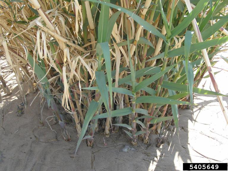 giant reed (Arundo donax L.)