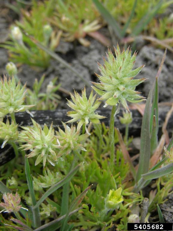 bur buttercup (Ceratocephala testiculata (Crantz) Bess.)
