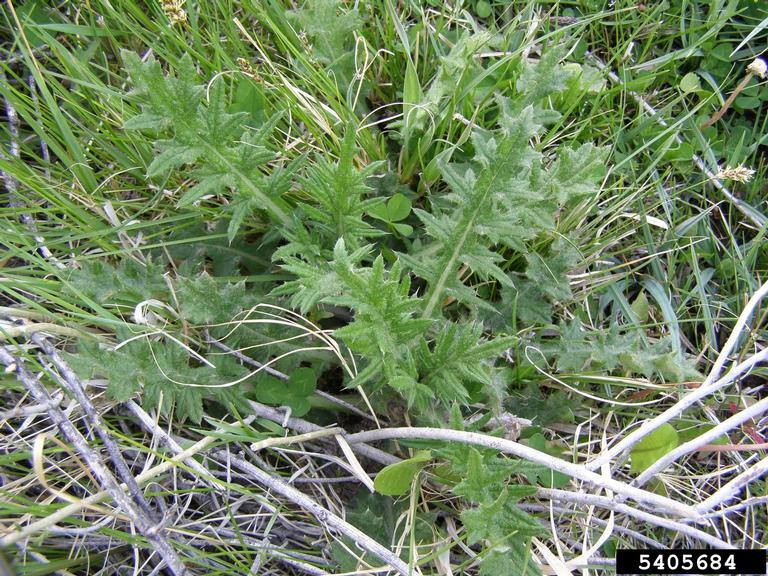 bull thistle (Cirsium vulgare (Savi) Ten.)