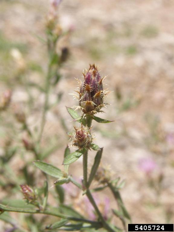 diffuse knapweed (Centaurea diffusa Lam.)