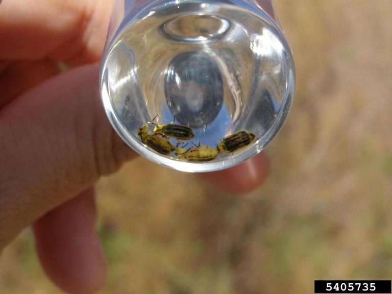 Mediterranean tamarisk beetle (Diorhabda elongata (Brulle, 1832))