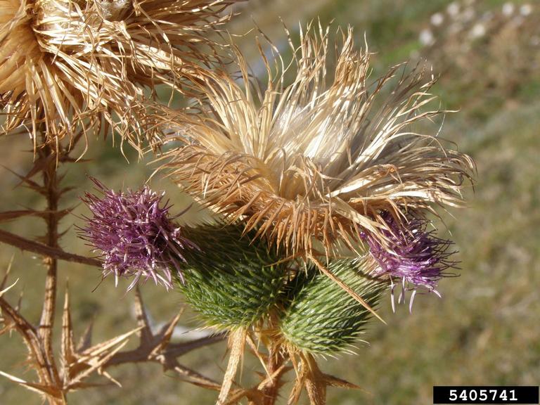 bull thistle (Cirsium vulgare (Savi) Ten.)