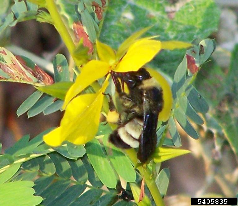 bumble bees (Genus Bombus Latreille, 1802)