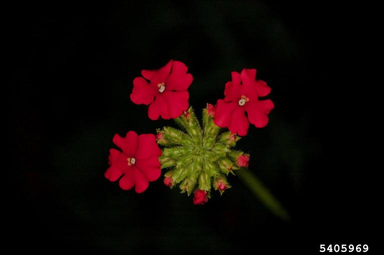 geranium (Genus Pelargonium)
