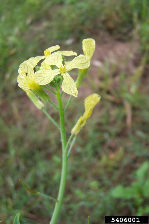 mustard (Genus Brassica)