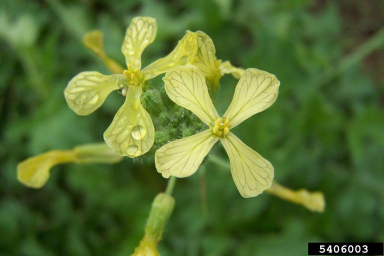 mustard (Genus Brassica)