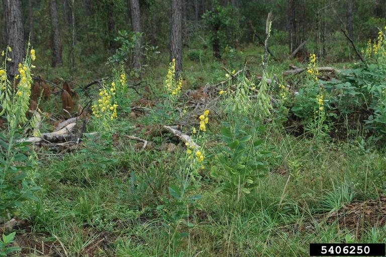 showy rattlebox (Crotalaria spectabilis Roth)