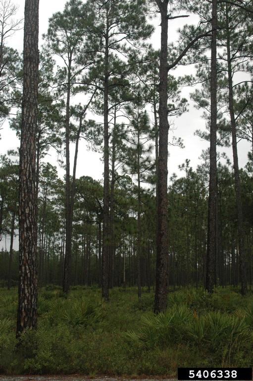 pine (Genus Pinus L.)