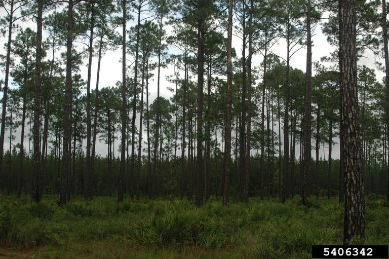 pine (Genus Pinus L.)