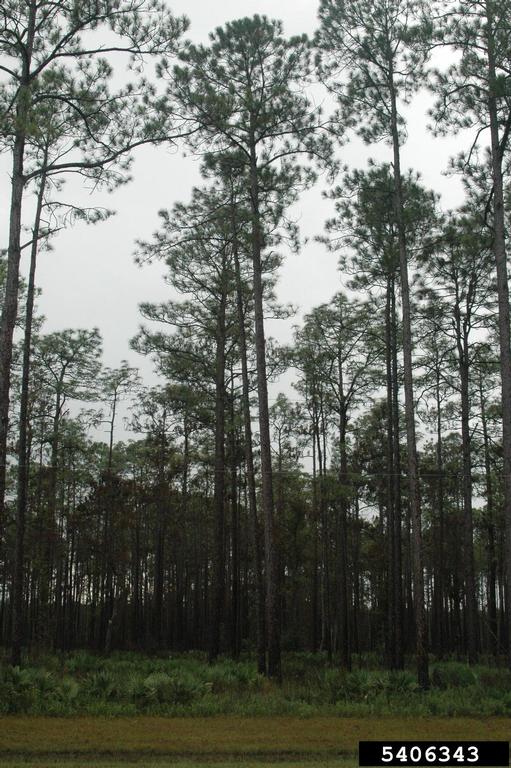 pine (Genus Pinus L.)