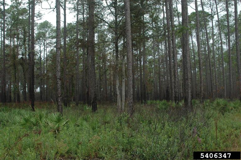 pine (Genus Pinus L.)