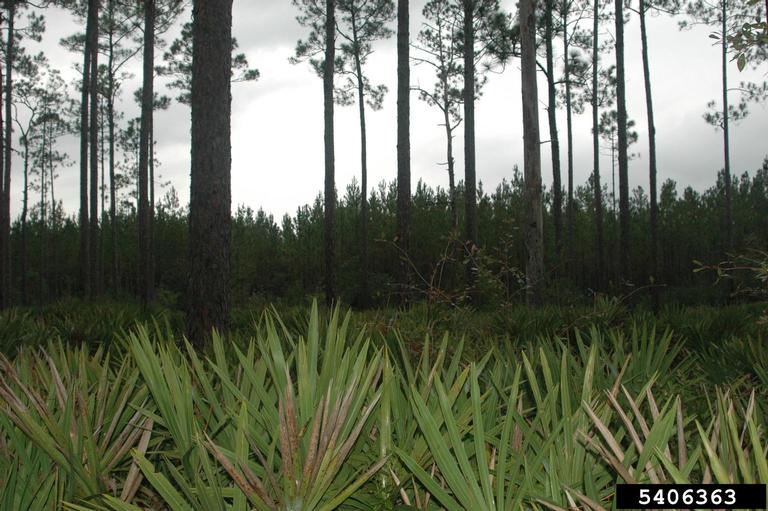 pine (Genus Pinus L.)