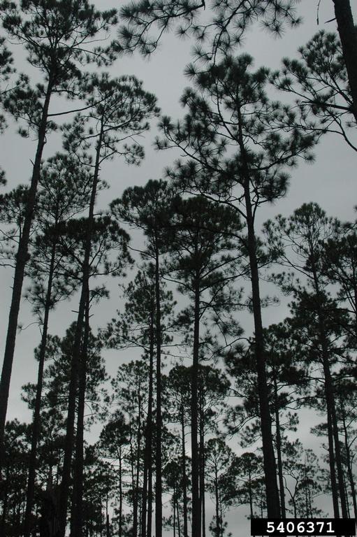 pine (Genus Pinus L.)