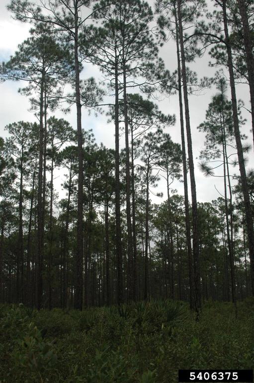 pine (Genus Pinus L.)