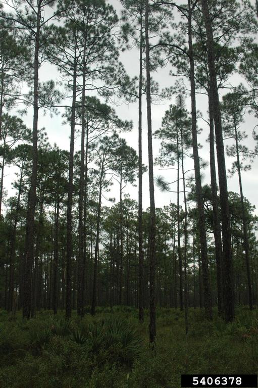 pine (Genus Pinus L.)