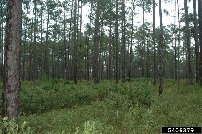 pine (Genus Pinus L.)