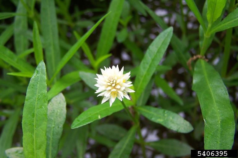 alligatorweed (Alternanthera philoxeroides)