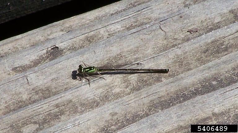 fragile forktail (Ischnura posita)