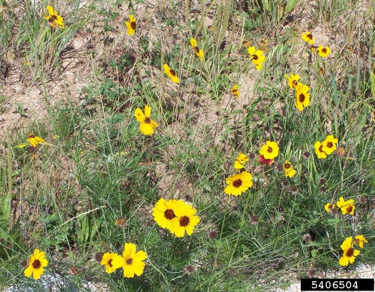 stiff greenthread (Thelesperma filifolium)