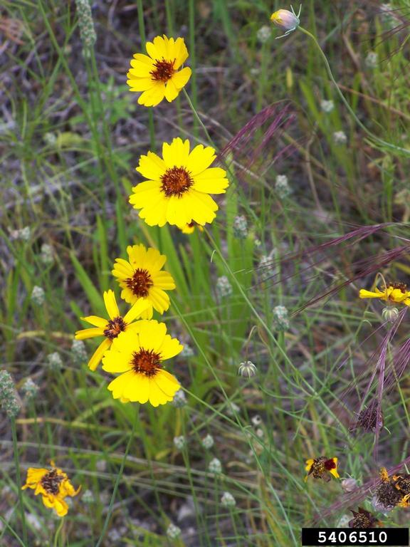 stiff greenthread (Thelesperma filifolium (Hook.) Gray)