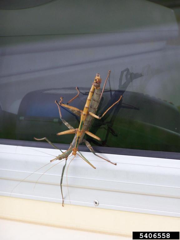 giant walkingstick (Megaphasma denticrus)