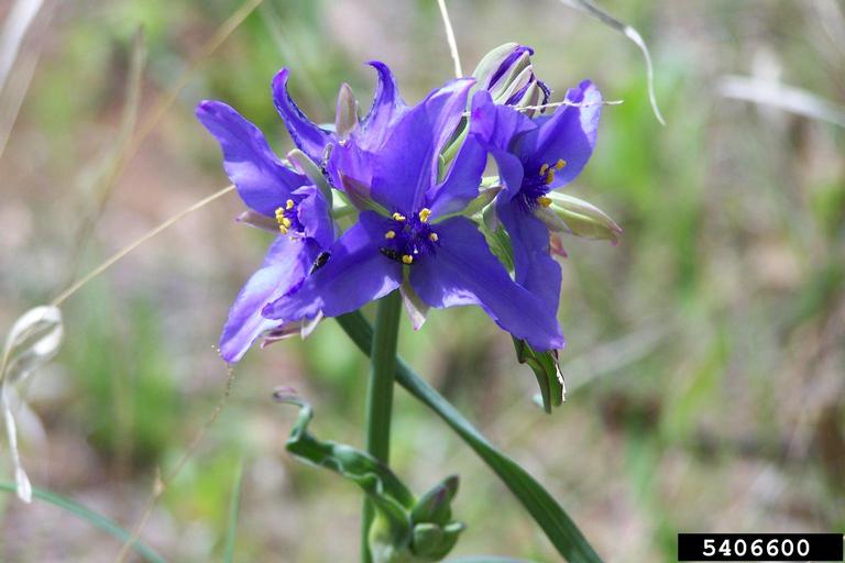 spiderwort (Genus Tradescantia L.)