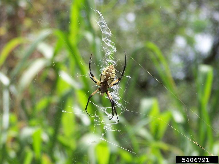 yellow garden spider (Argiope aurantia Lucas)