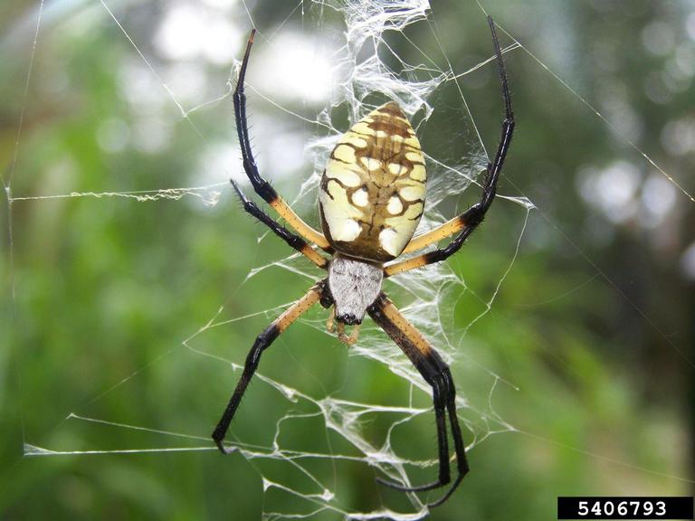 yellow garden spider (Argiope aurantia Lucas)