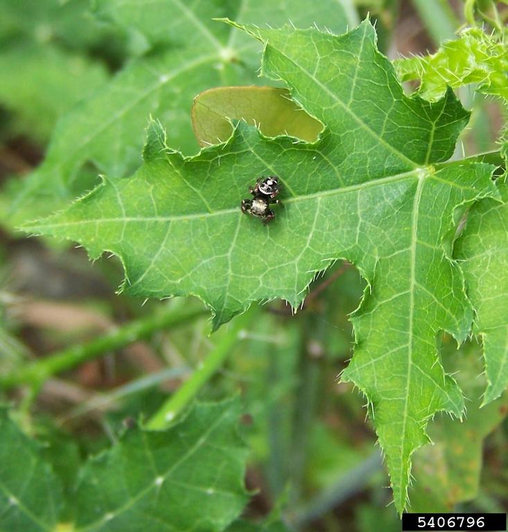jumping spider (Genus Phidippus)