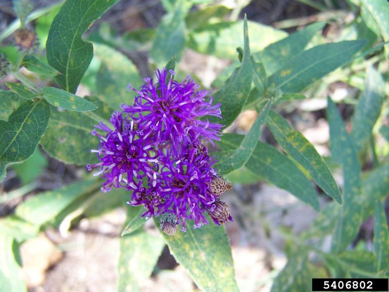 Texas ironweed (Vernonia texana)