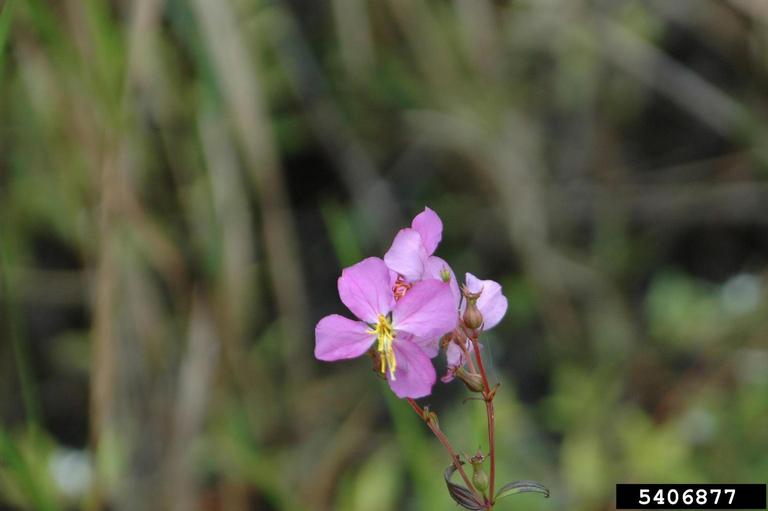 meadowbeauty (Rhexia virginica L.)