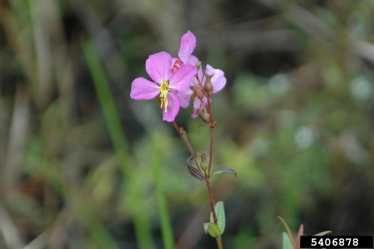 meadowbeauty (Rhexia virginica L.)