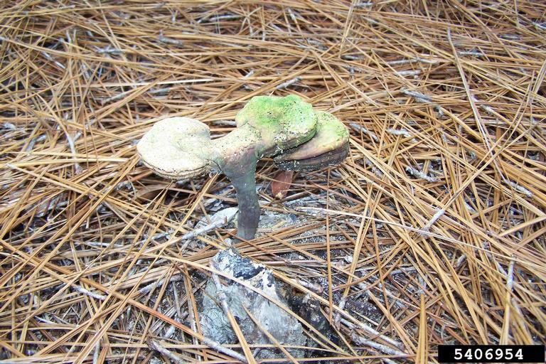 polypore fungi (Genus Polyporus)